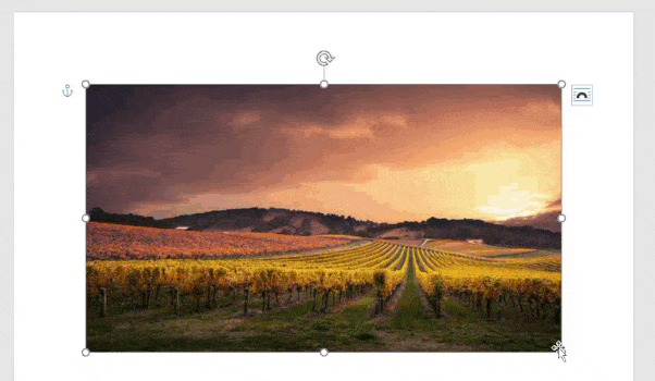 How To Precisely Resize An Image In Microsoft Word